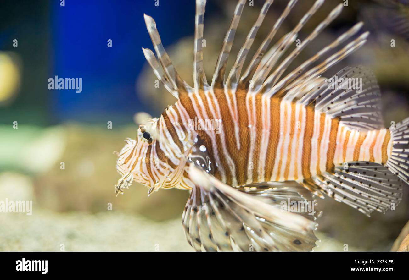 Tropical Menace: Lionfish lurking in the depths of the sea, a dangerous ...