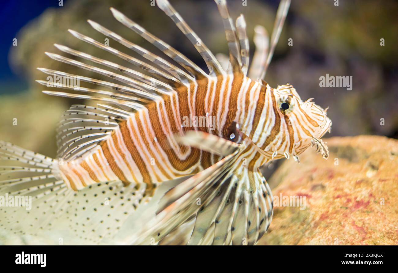 Exploring the Underwater World: Lionfish Amongst Coral Reefs, a ...