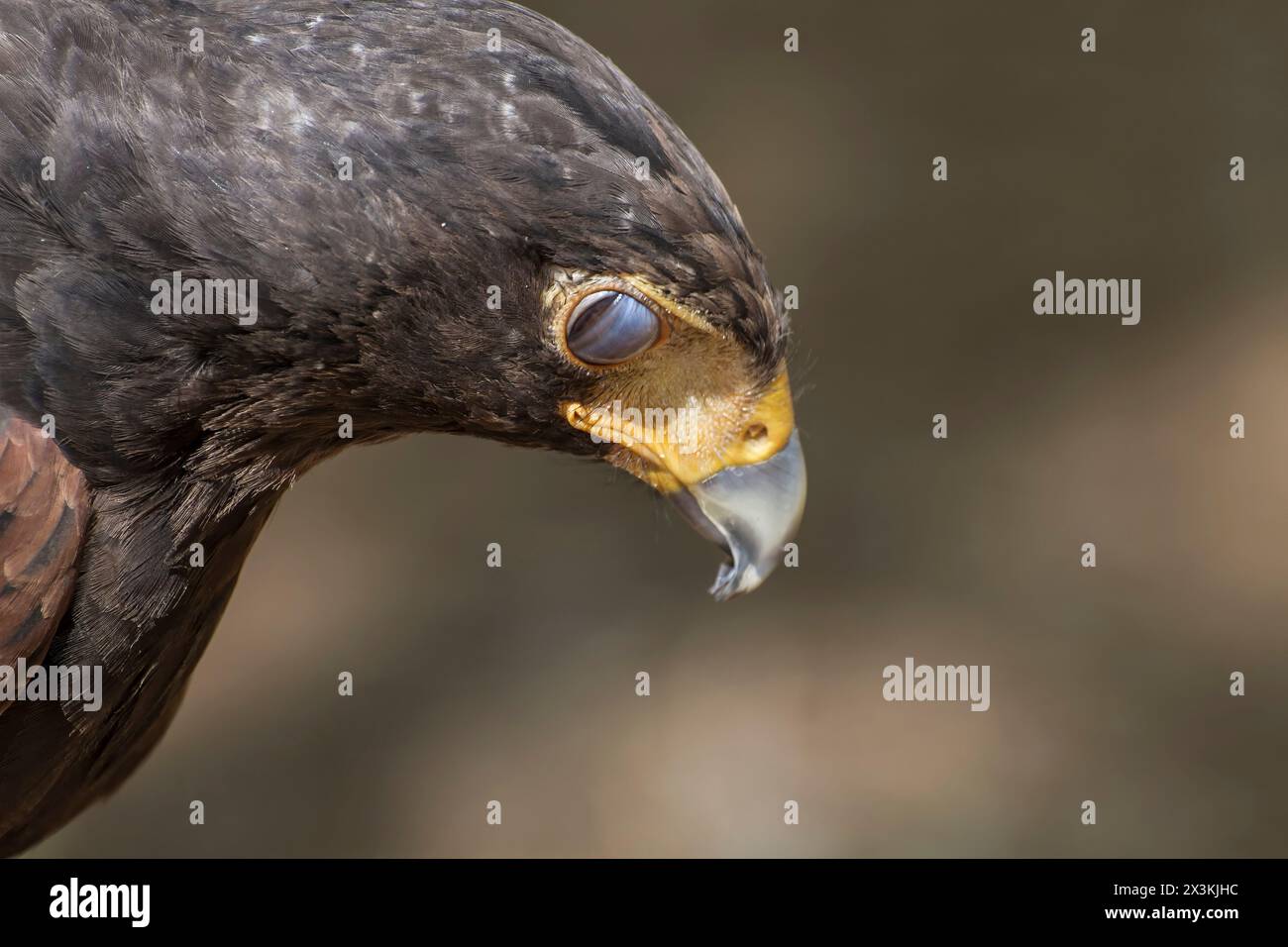 Majestic Eagle: Stunning Plumage and Sharp Beak in Focus Stock Photo ...