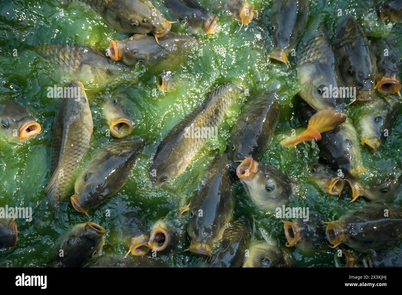 Exploring the Aquatic World: Capturing the Beauty of Green River Shoal ...