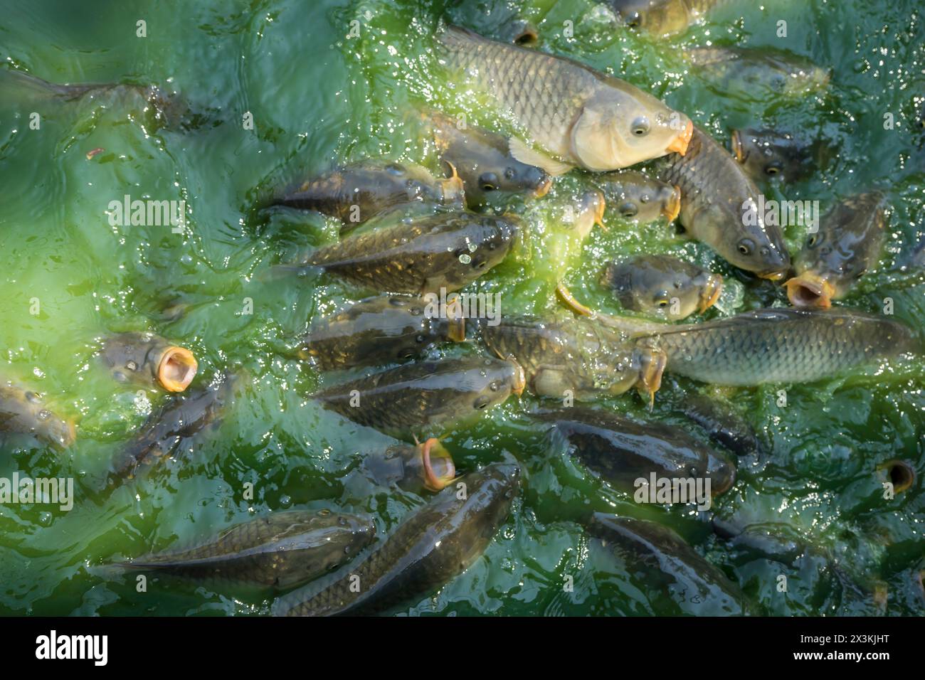 Exploring the Eco-Friendly Green River Shoal Waters: A Dive into the ...