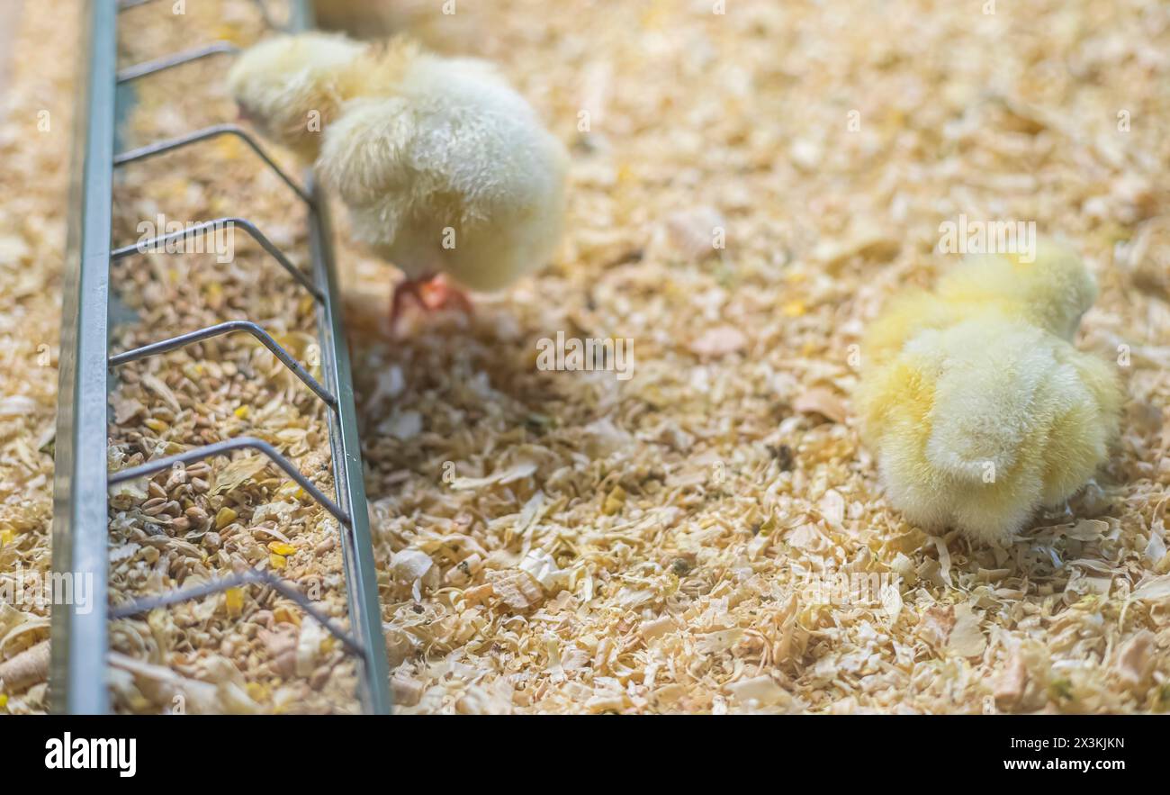 Flock of Chickens Feasting on Corn and Grain at Small-Scale Poultry ...