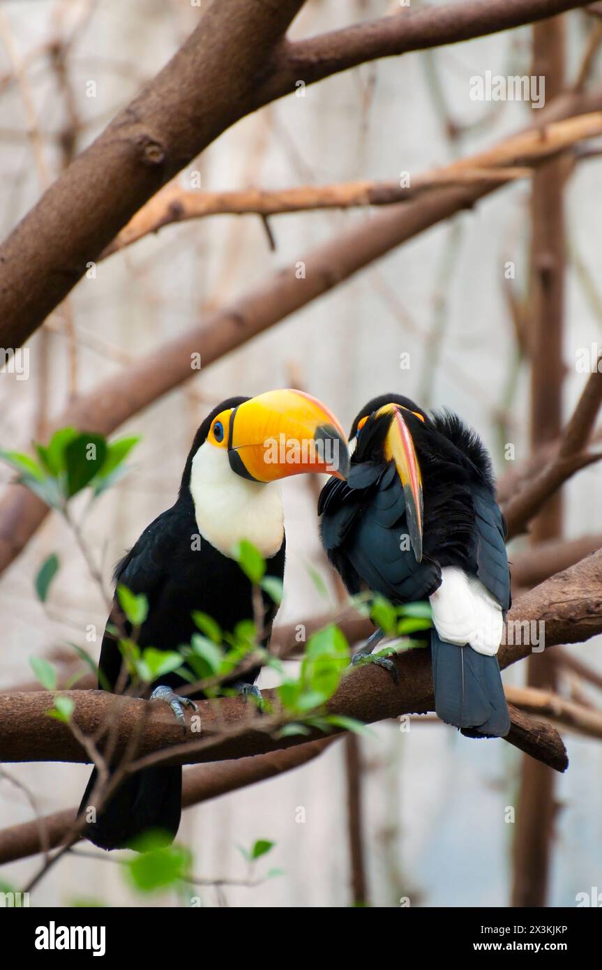 Vibrant Tucan Snapshot: A Burst of Color in Nature's Canvas Stock Photo ...
