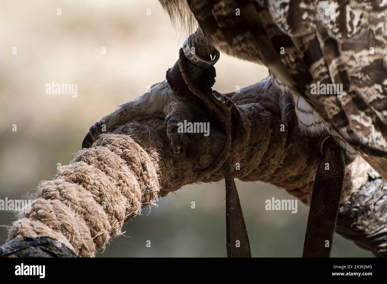 Medievaltimes hi-res stock photography and images - Alamy