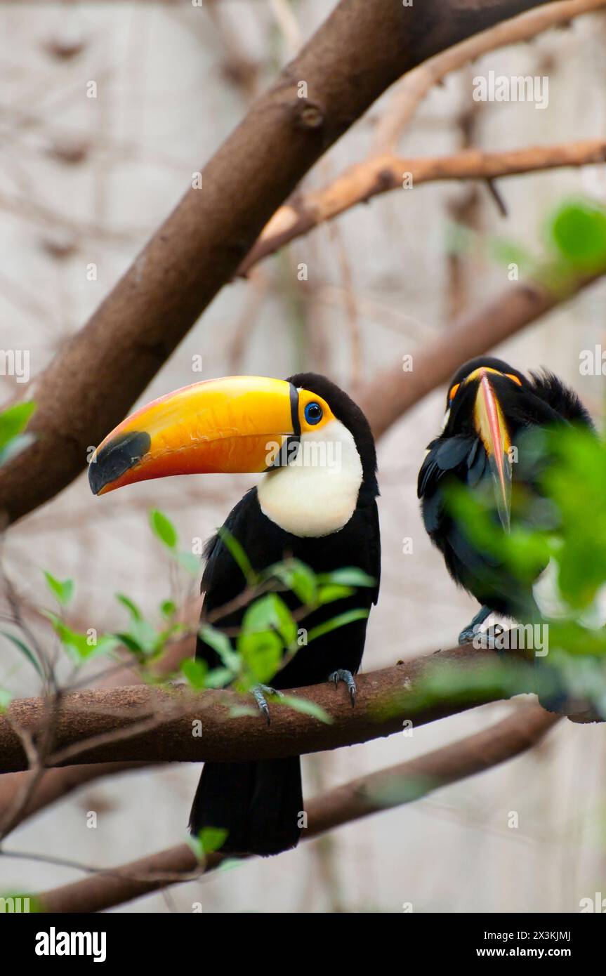 Vibrant Tucan Image: A Burst of Color in Nature's Beauty Stock Photo ...