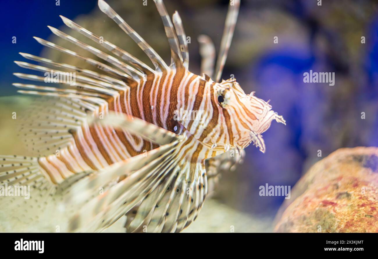 Deadly Beauty: Venomous Lionfish Roaming the Coral Reefs of the Deep ...