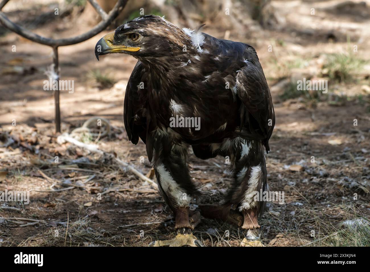 Golden-winged Predator: Stunning Eagle with Brown Plumage and Sharp ...