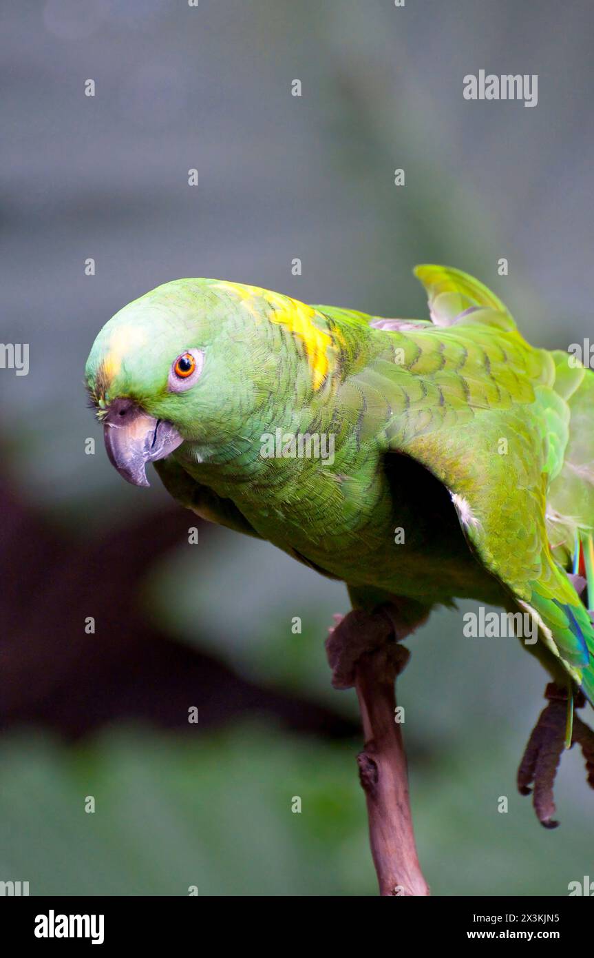 Vibrant macaw captured in close hi-res stock photography and images - Alamy