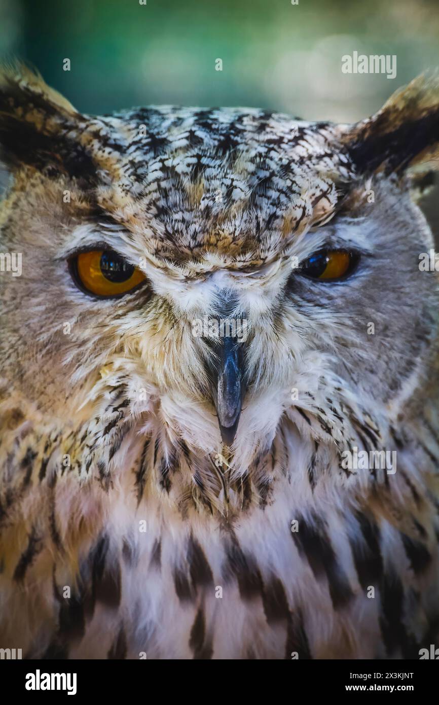 Mesmerizingeyes hi-res stock photography and images - Alamy Mesmerizingeyes hi-res stock photography and images - Alamy