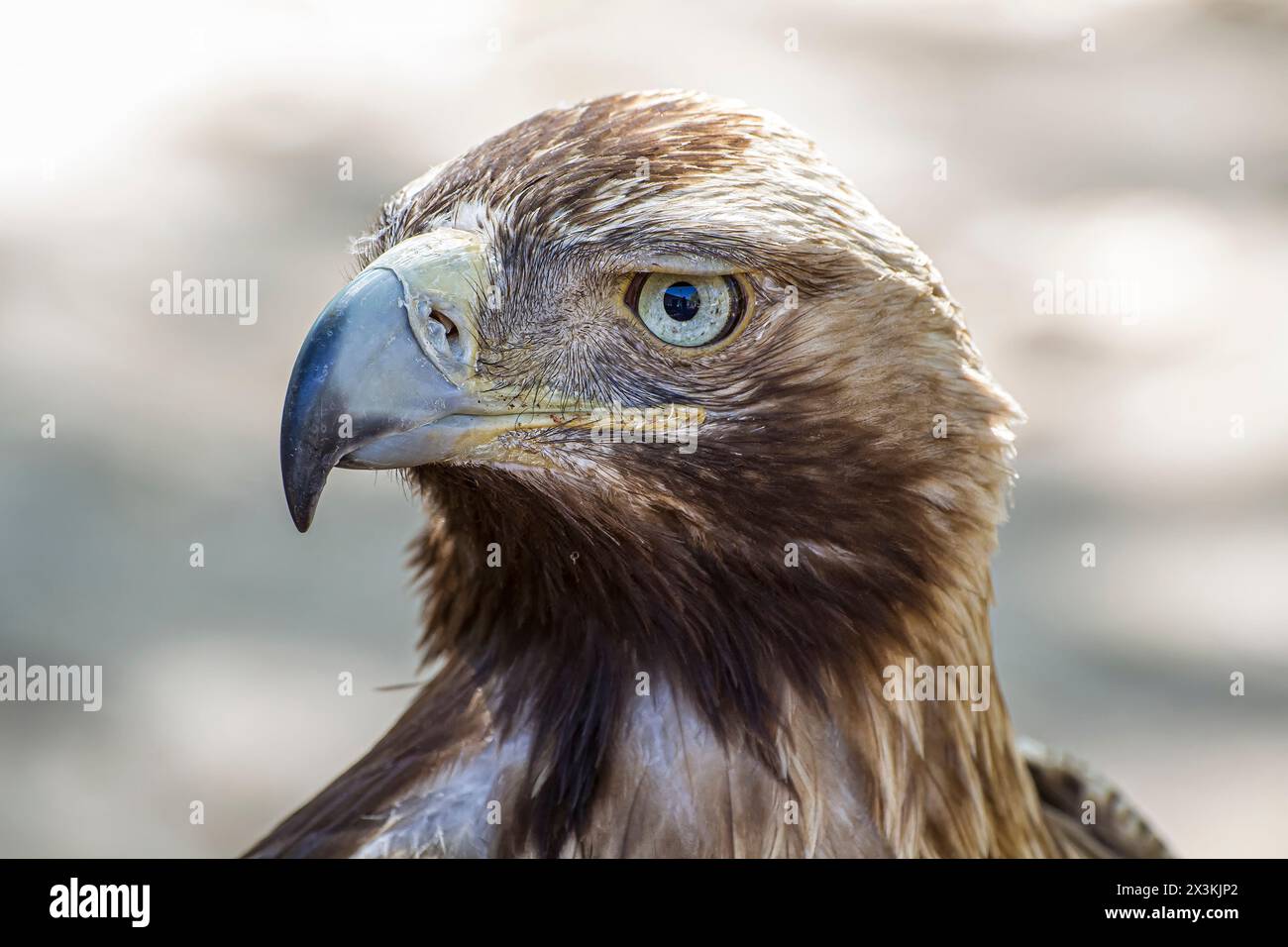 Golden Majesty: The Majestic Freedom Eagle - A Stunning Diurnal Bird of ...