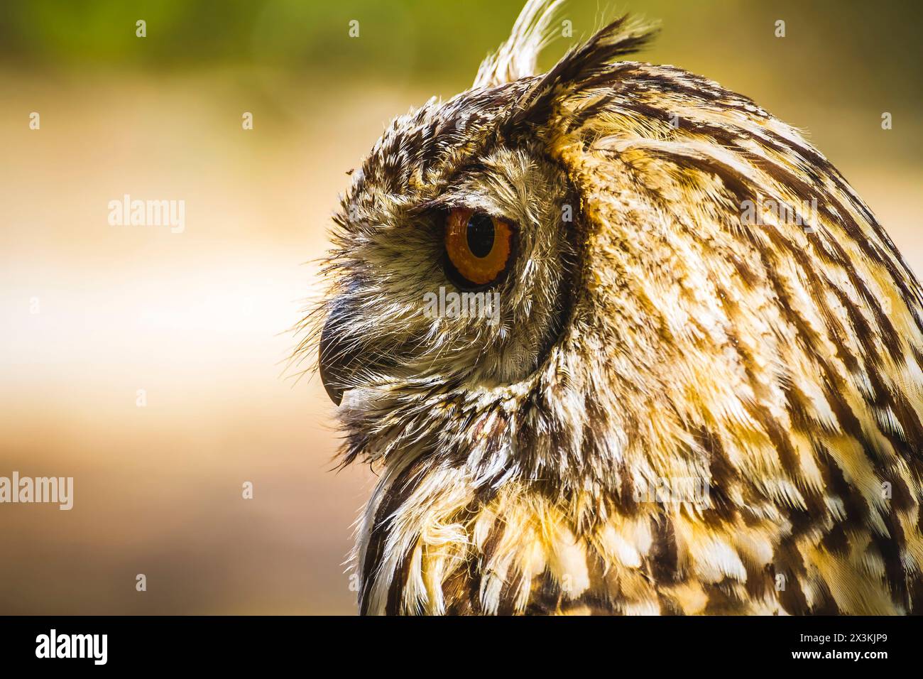 Majestic Owl: Stunning Gaze and Exquisite Feathers Stock Photo - Alamy