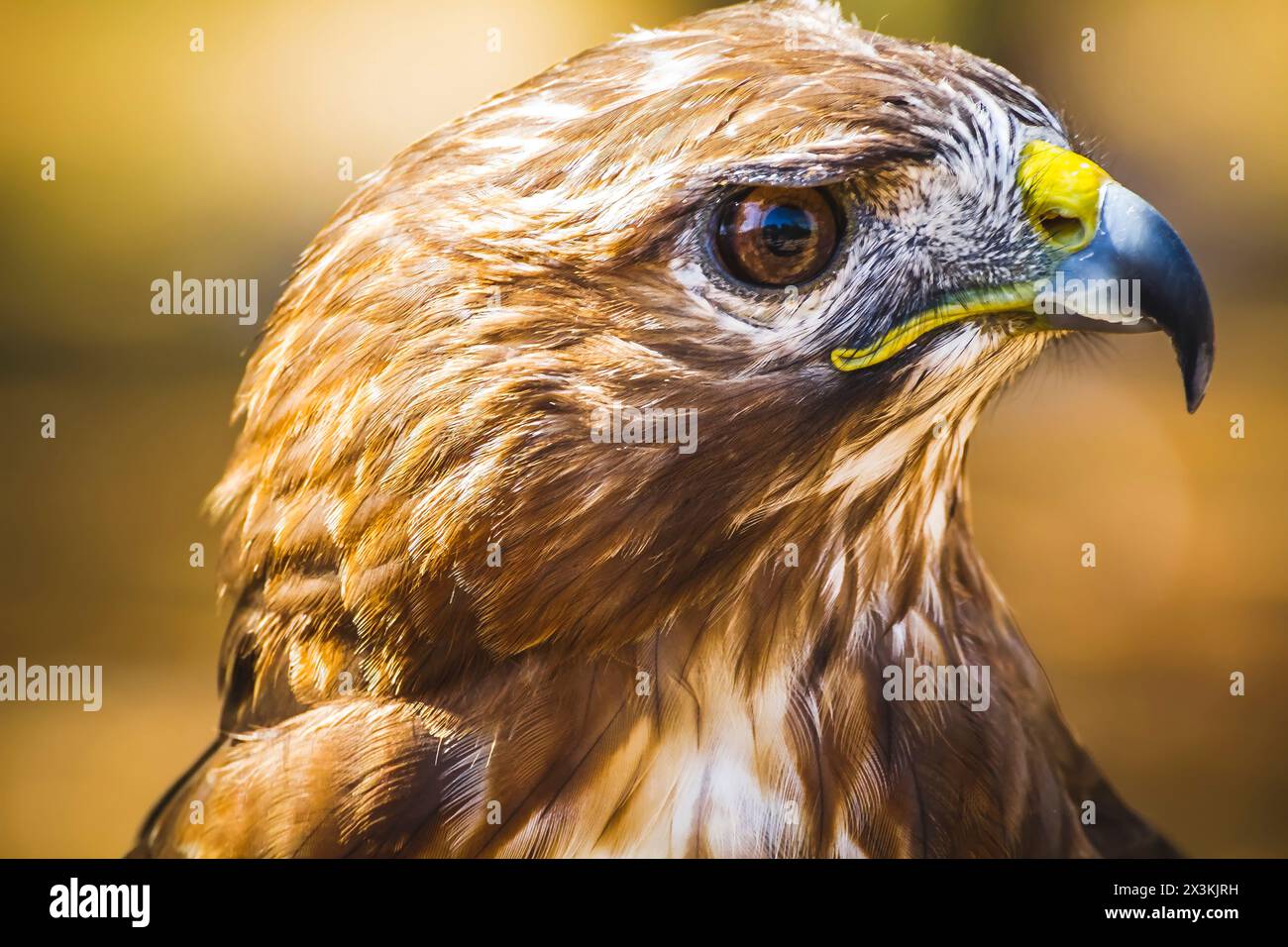 Golden Majesty: Stunning Images of the Diurnal Raptor Eagle with ...