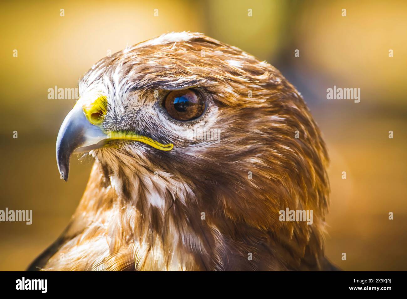 Majestic Eagle: A Stunning Diurnal Raptor with Vibrant Plumage and ...