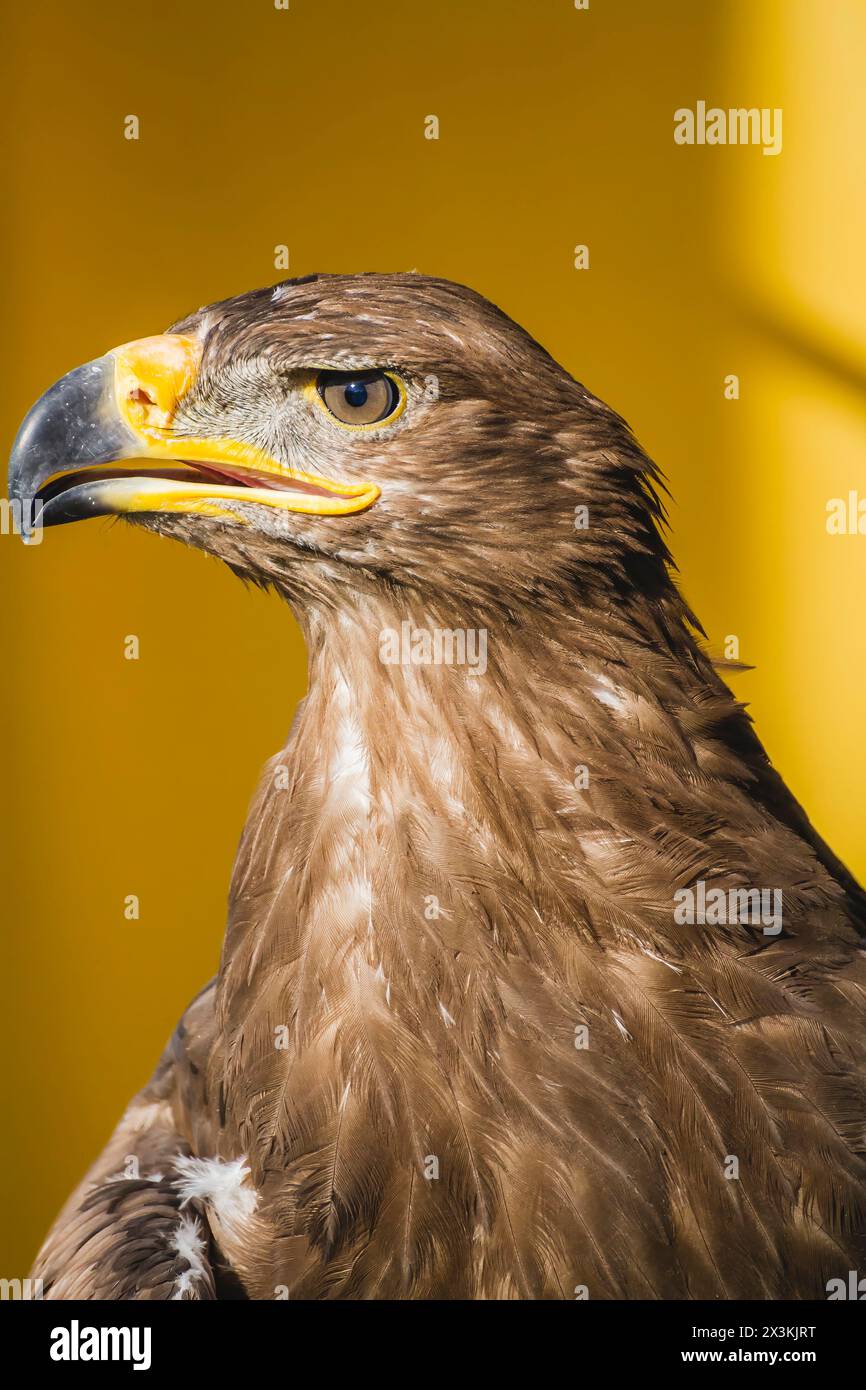 Golden Eagle Gaze: Stunning Close-Up of Majestic Bird's Detailed ...