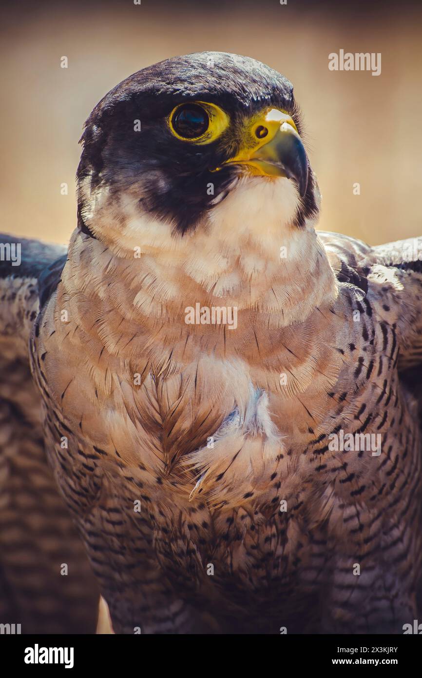 Swift Soar: Majestic Peregrine Falcon Spreading Wings in Flight Stock ...