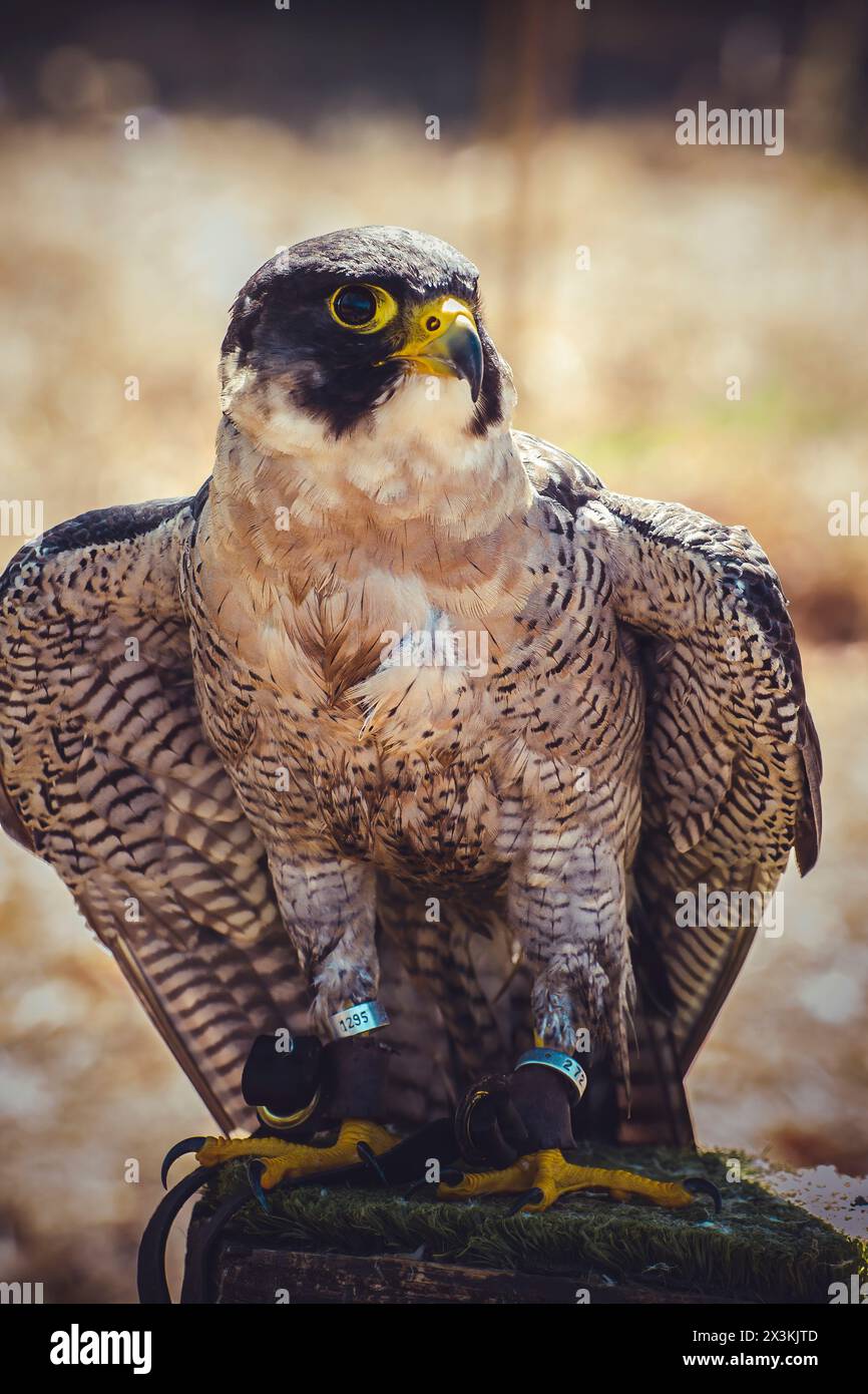 Swift Soaring: Magnificent Peregrine Falcon Spreading Its Wings in ...