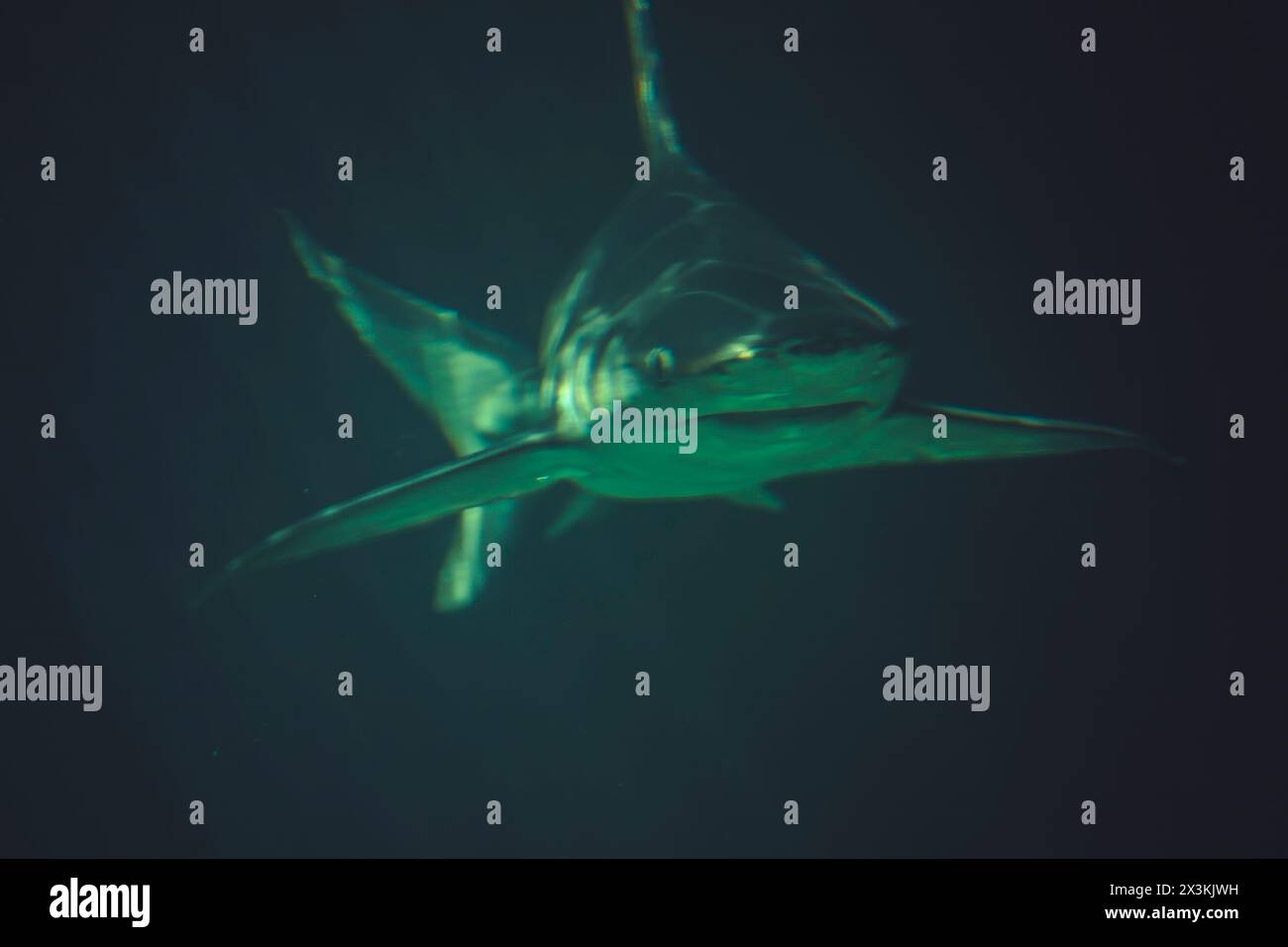 Ferocious Encounter: Stunning Underwater Shot of a Majestic Shark in ...