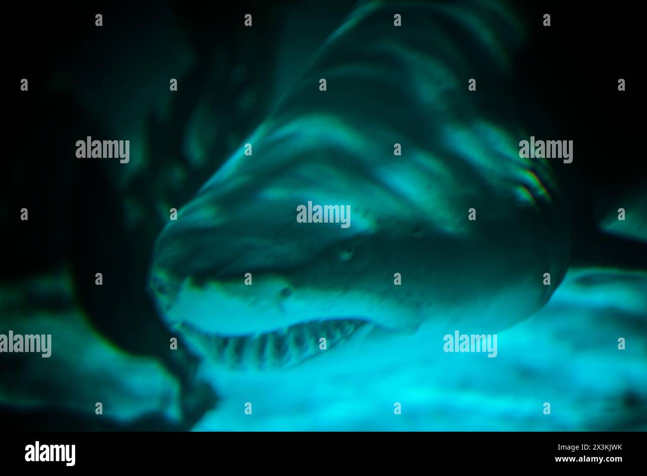 Stunning Underwater Capture of Majestic Shark in the Deep Blue Sea ...