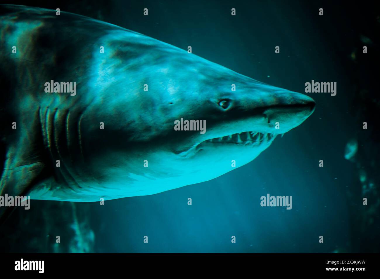 Stunning Underwater Shot of Majestic Shark in the Deep Blue Sea Stock ...