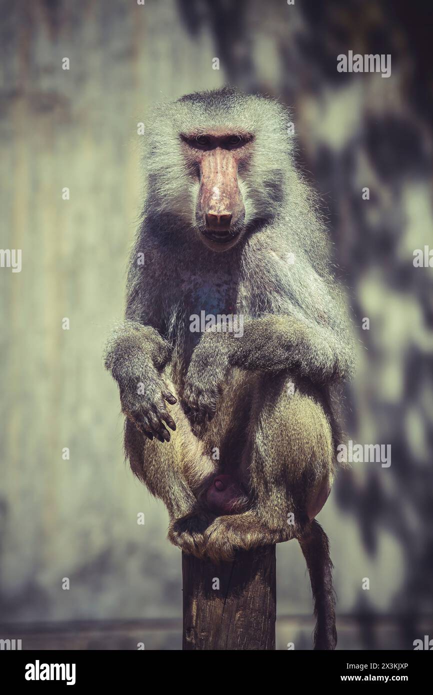 Wildlifeecology hi-res stock photography and images - Alamy