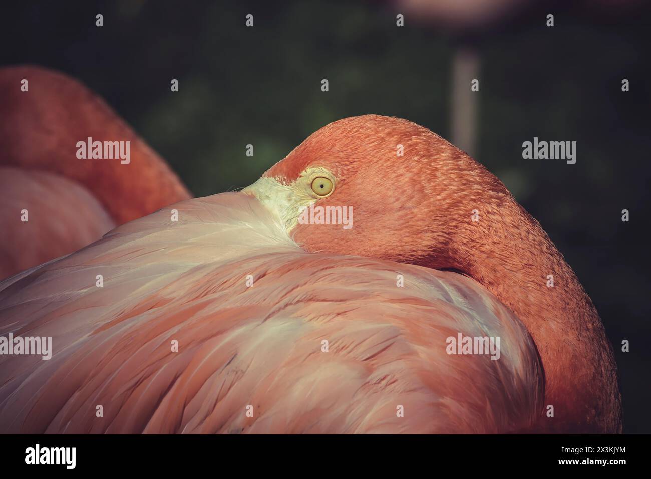 Vibrant Flamingo Close-Up: Captivating Portrait from the Zoo Stock ...
