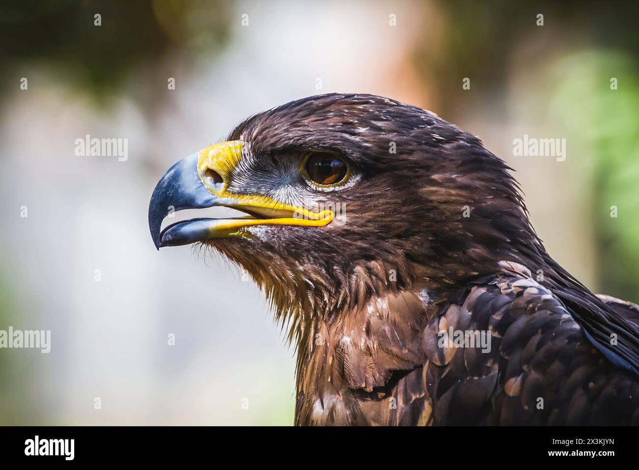 Golden Guardian: Capturing the Majestic Beauty of the American Eagle ...