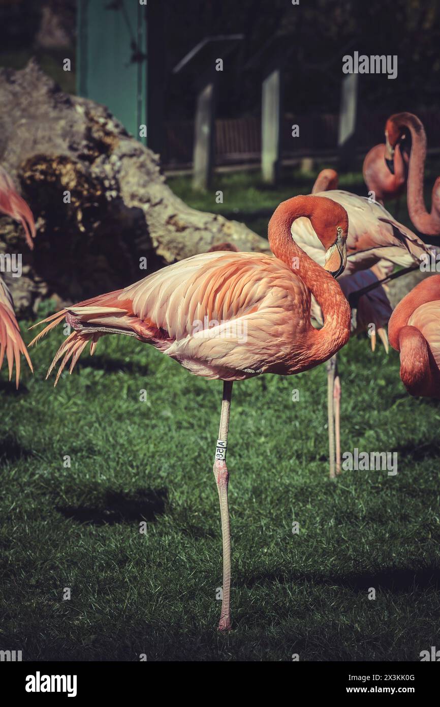 Exquisite Flamingo Portraits Captured at the Zoo: A Photographer's Creative Vision Stock Photo ...