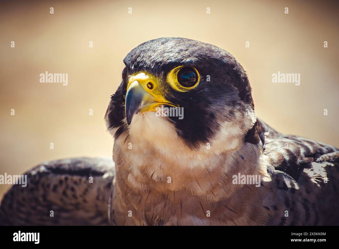 Swift Soarer: The Majestic Peregrine Falcon in Flight Stock Photo - Alamy