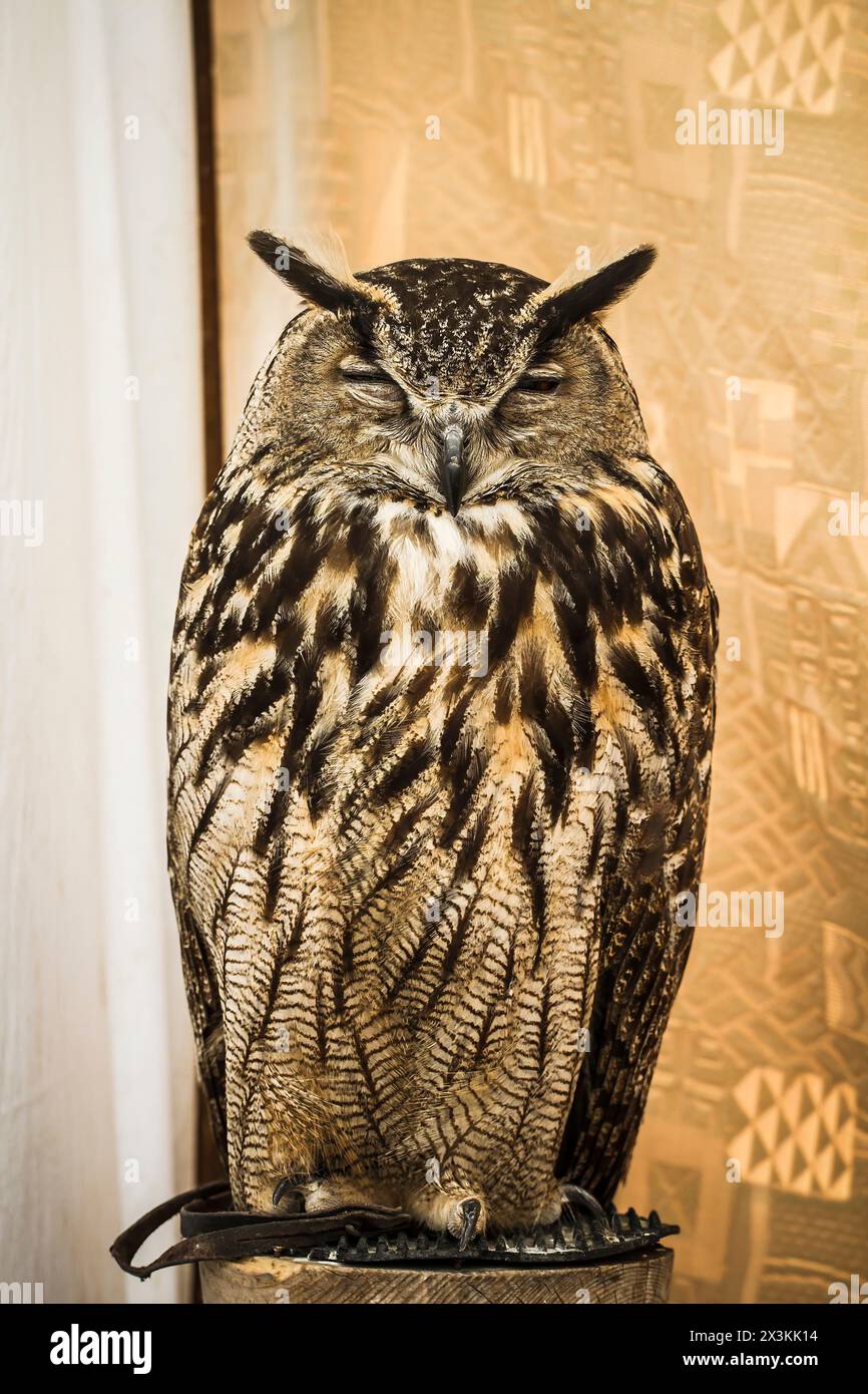 Golden Owl Portrait: Capturing the Majesty of Wildlife in Stunning ...