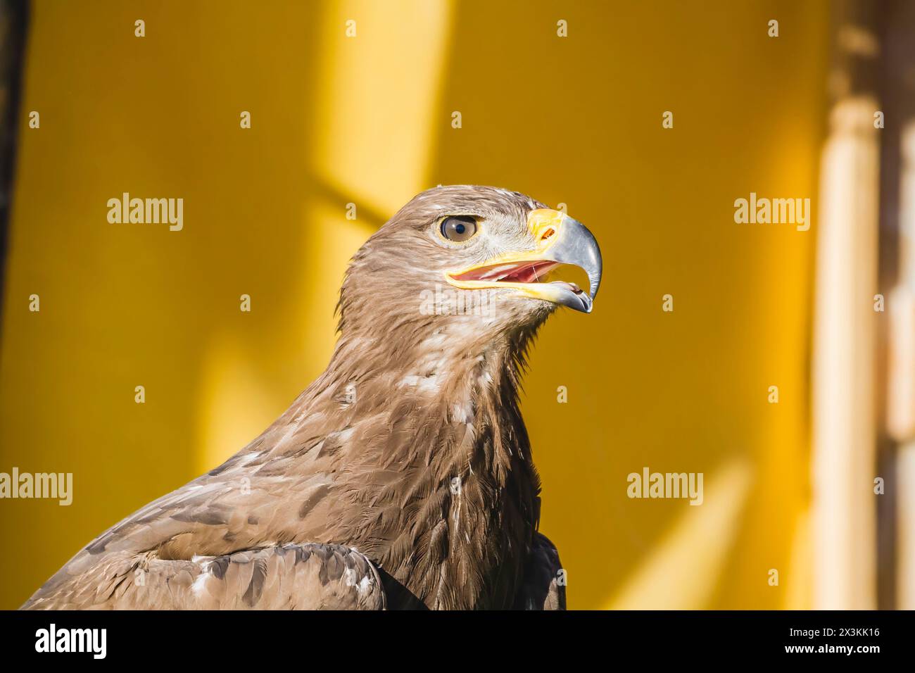 Golden Eagle Close-Up: Majestic Bird of Prey with Piercing Gaze and ...