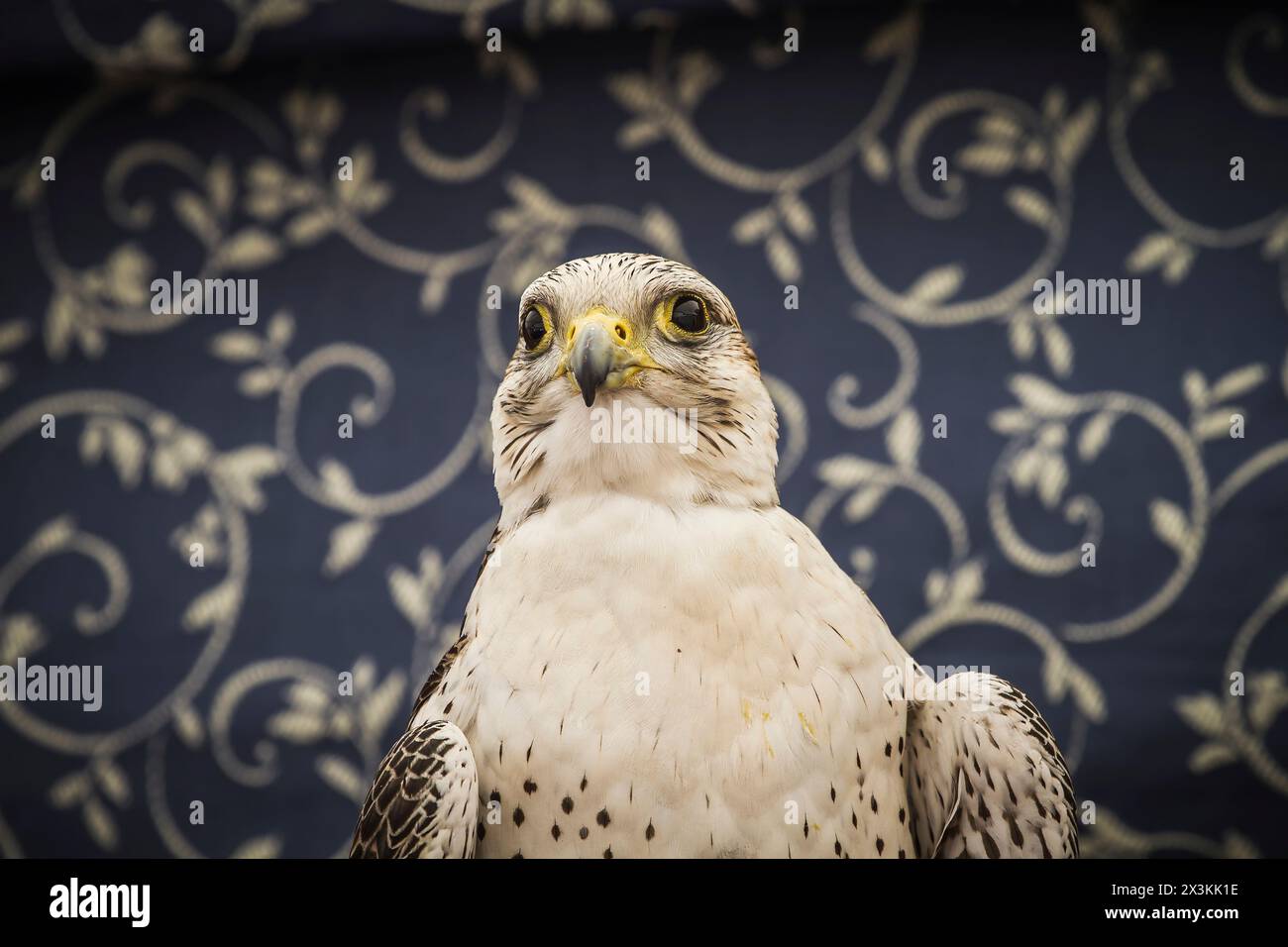 Medieval Falcon: A Peregrine Journey Through Wildlife Photography Stock ...