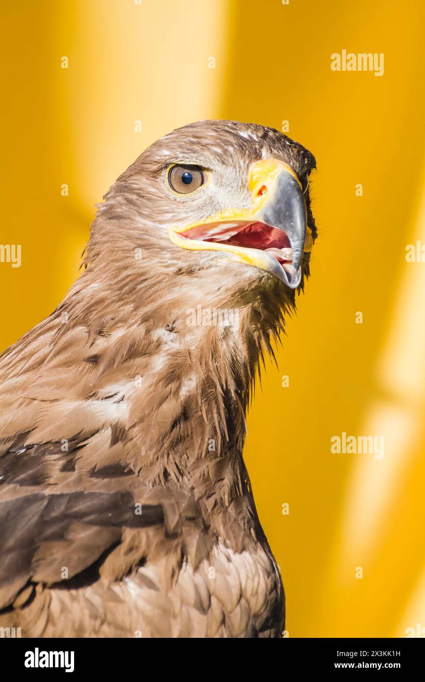 Golden Eagle Close-Up: Stunning Details of Majestic Bird's Head with ...