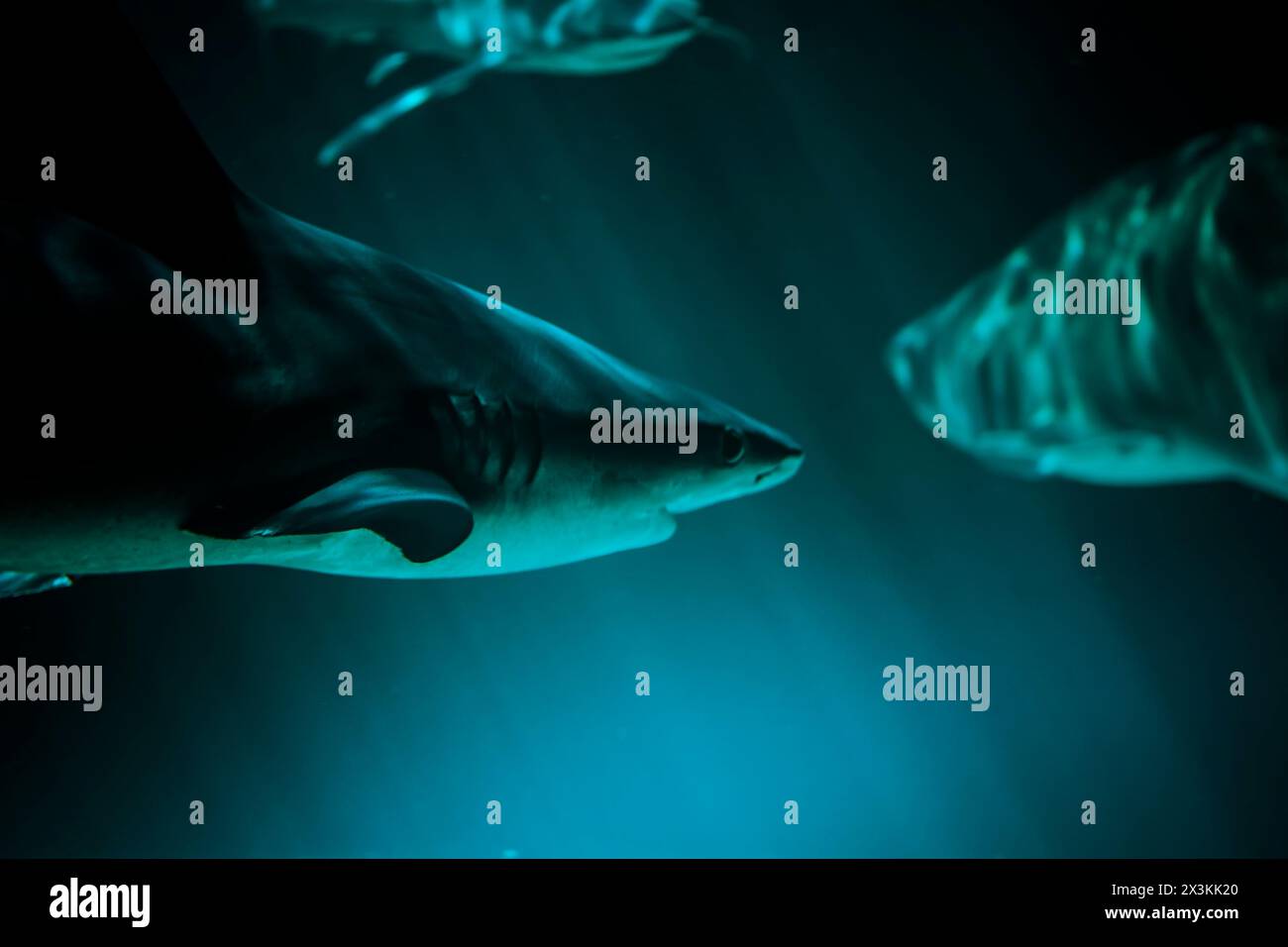 Deep seaexploration hi-res stock photography and images - Alamy