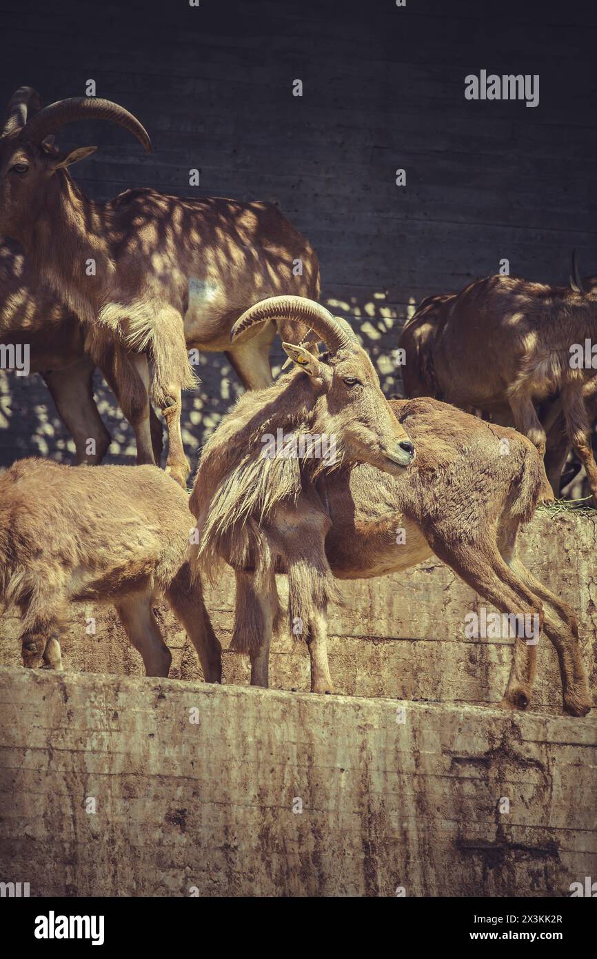 Majestic Ibex Group: Capturing the Great Horns in Stunning Imagery ...