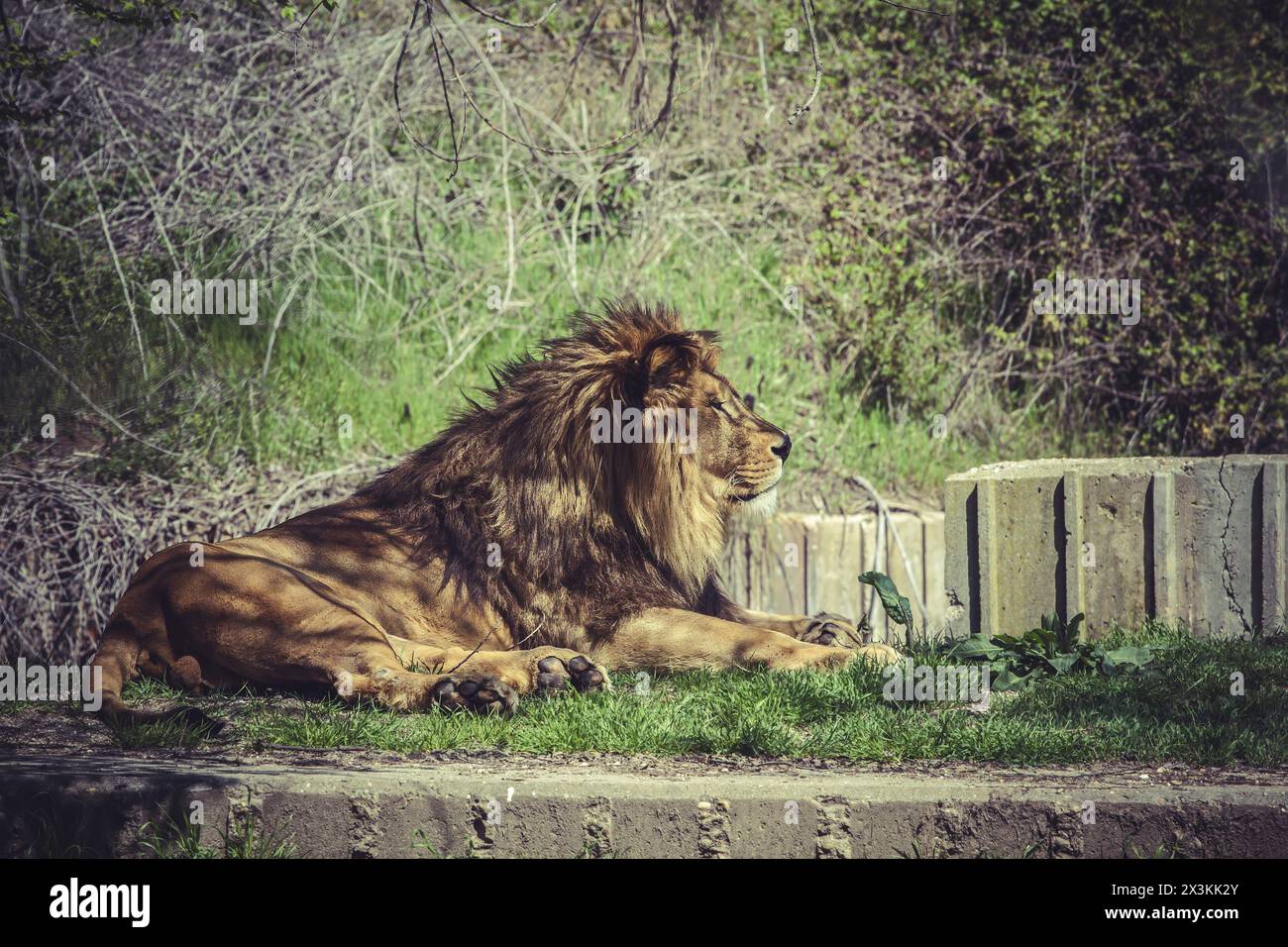 Roaring Majesty: Captivating Wildlife Scenes of the Majestic Lion ...
