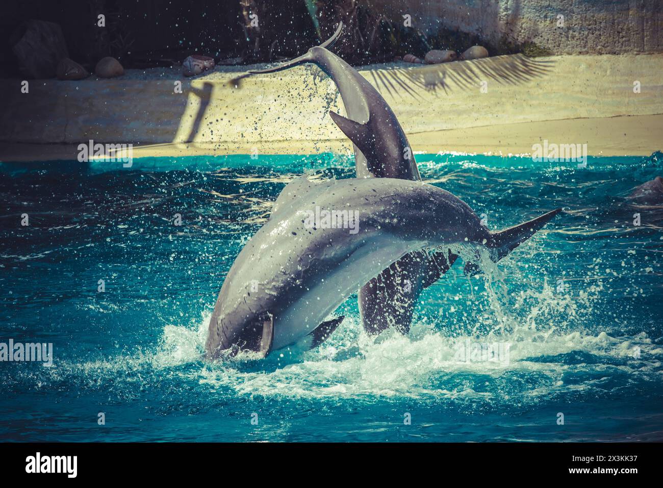 Dolphin Soaring: Majestic Sea Creatures in Action Stock Photo - Alamy