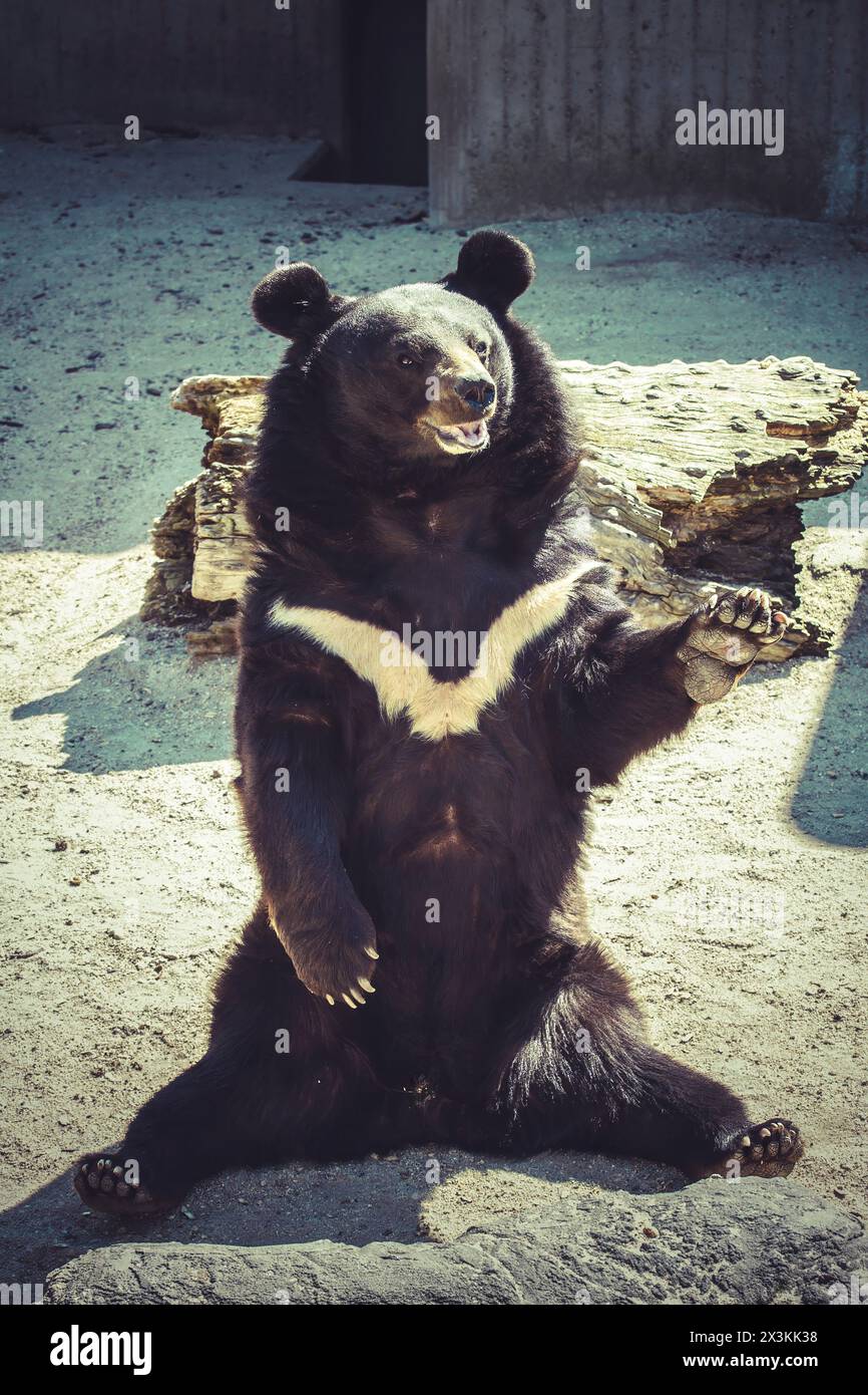 Saluting Black Bear Captured in Stunning Zoo Scene Stock Photo - Alamy