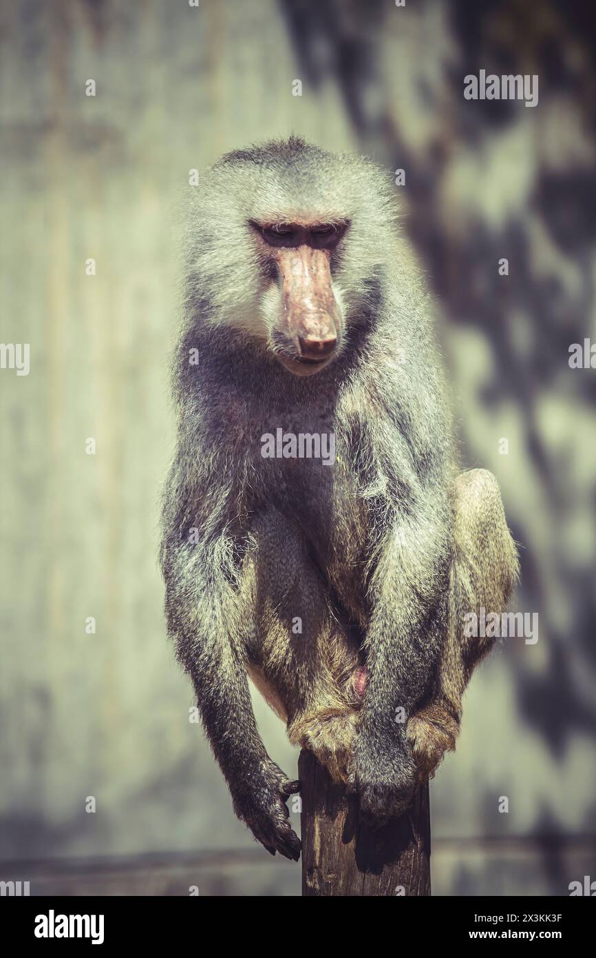 Untamed King: Captivating Images of a Wild Male Baboon (Papio hamadryas ...