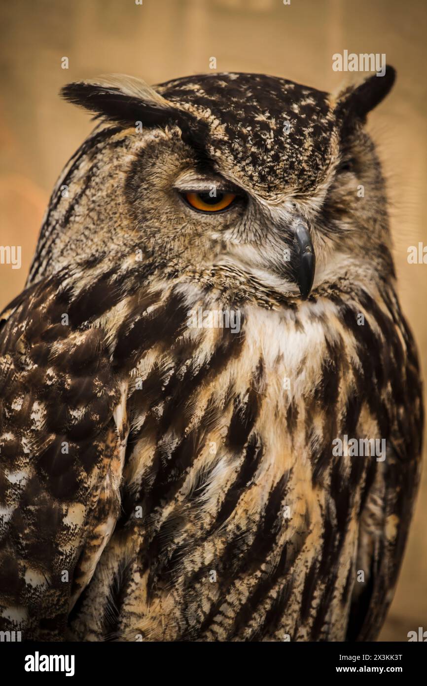 Golden Owl Portrait: Capturing the Majesty of Wildlife in Stunning ...