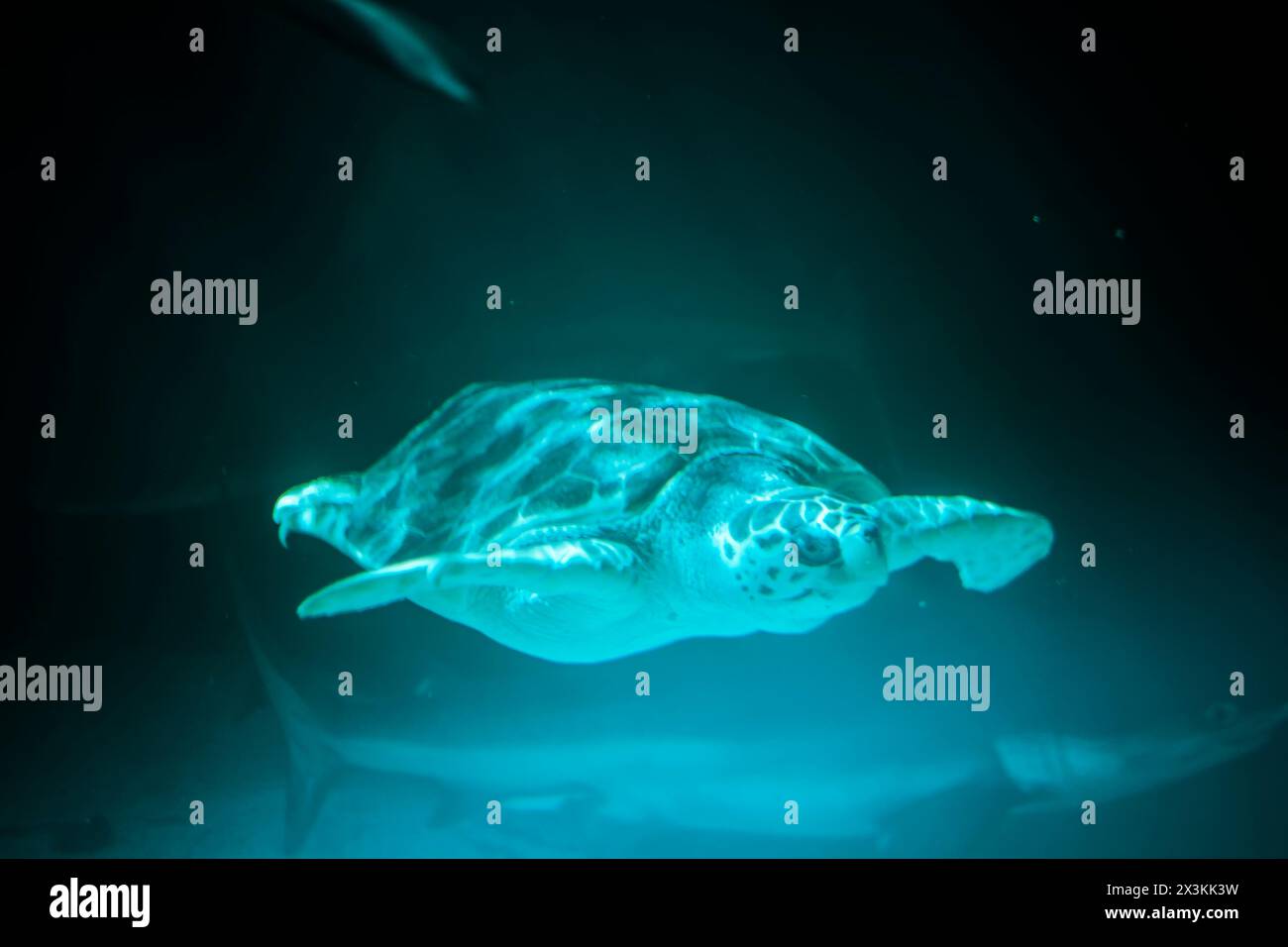 Exploring the Depths: Majestic Green Sea Turtle Gliding Through the ...