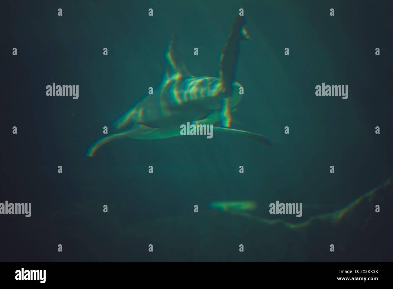 Underwaterstunning hi-res stock photography and images - Alamy