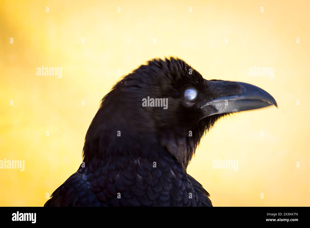 Medieval Fair: Capturing the Majestic Black Crow Among Birds of Prey ...