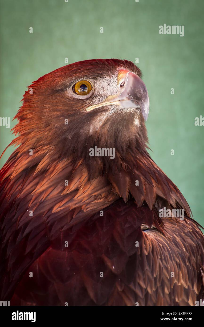 Eagle crest arrow hi-res stock photography and images - Alamy