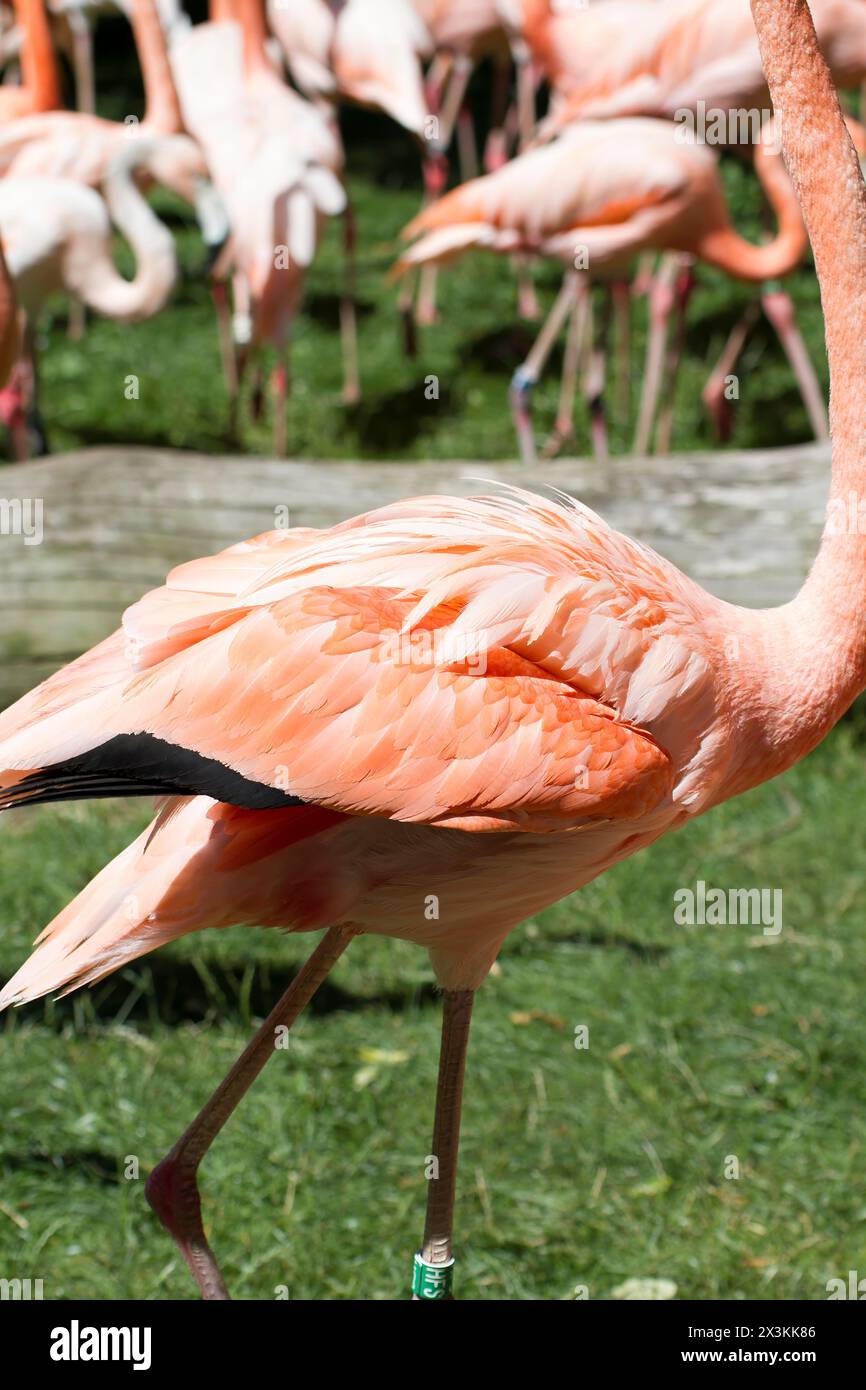 Vibrant Flock of Orange Flamingos Captured in a Zoo Setting Stock Photo - Alamy