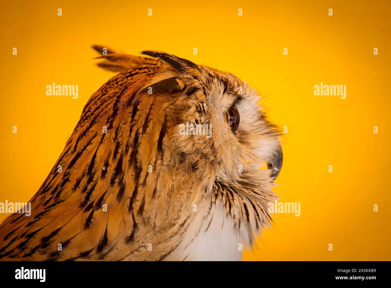 Observing majestic eagle owl at a medieval fair among birds of prey: A ...
