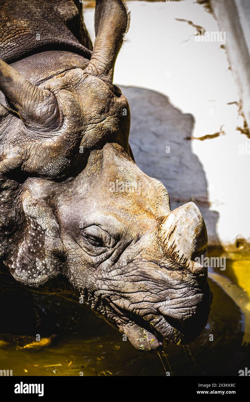 Powerful and Perilous: The Mighty Indian Rhino with Massive Horn and ...