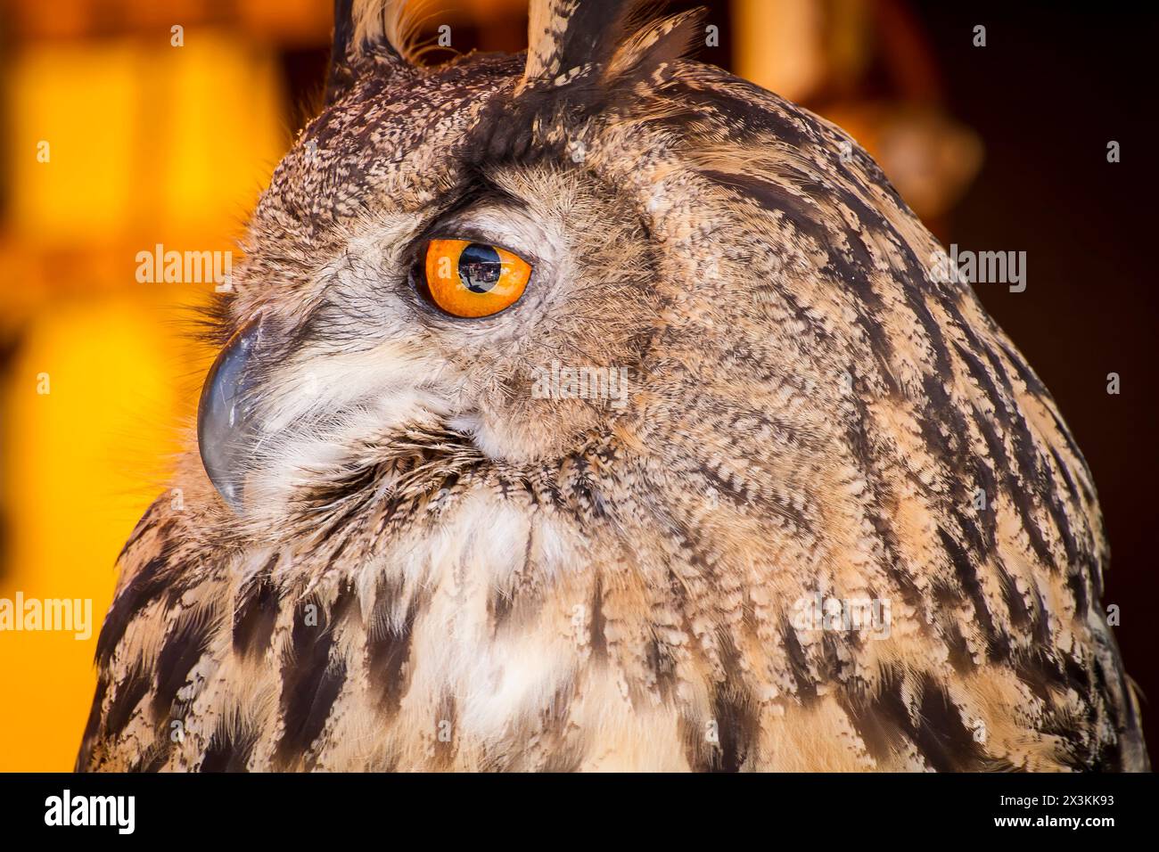 Medieval Fair: Capturing the Majestic Eagle Owl Among Birds of Prey at ...