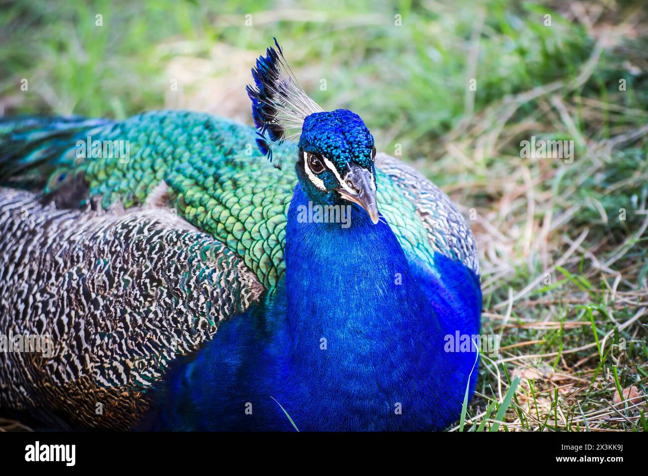 Stunning Peacock: Captivating Shades of Deep Blue Stock Photo - Alamy
