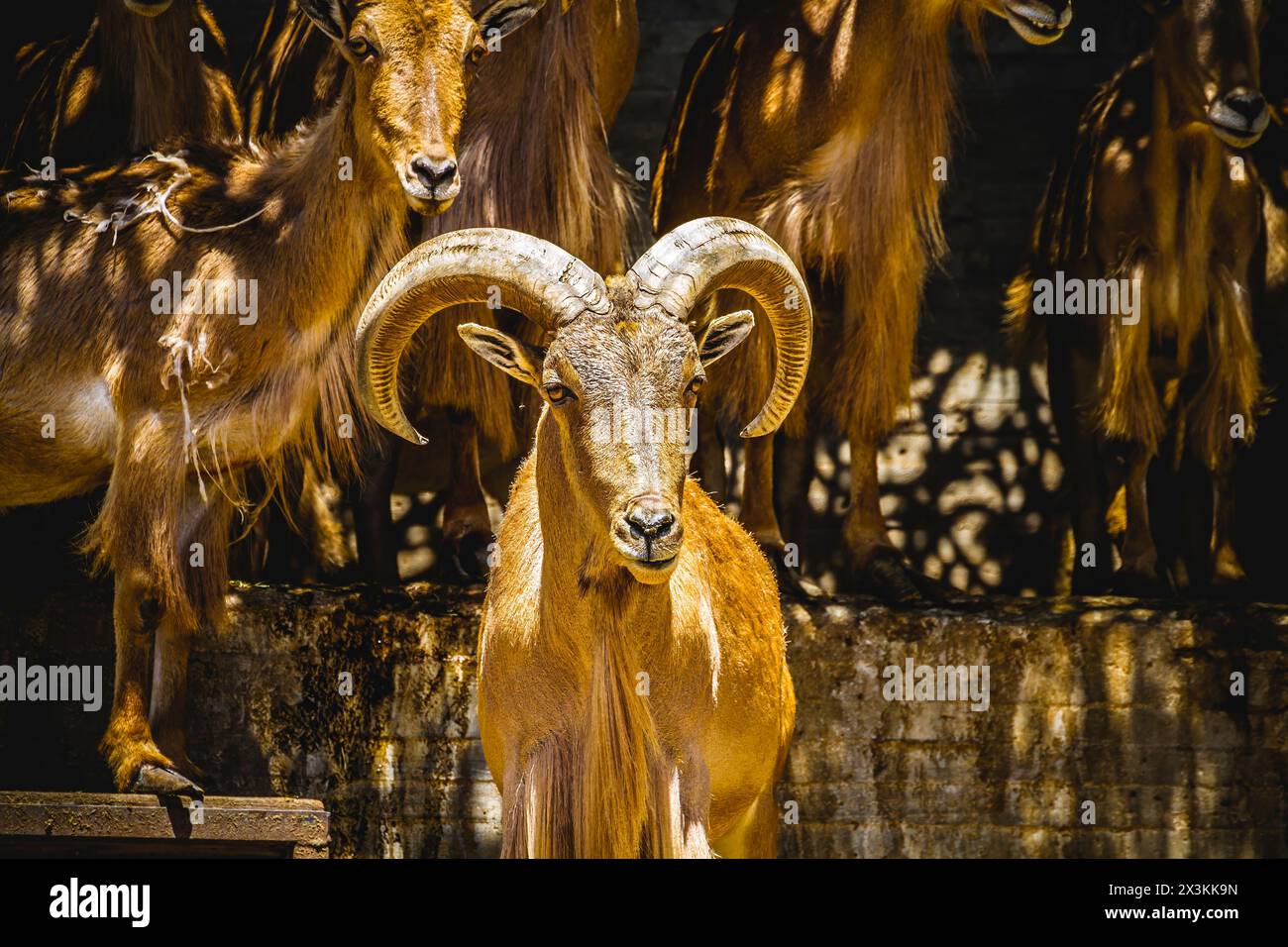 Mountain Goat Clan: Majestic Mammals with Impressive Horns Stock Photo ...