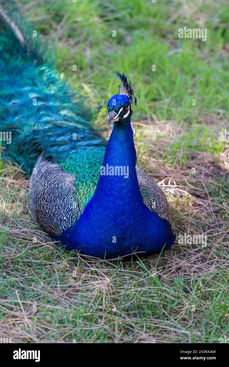 Regal display peacock in hi-res stock photography and images - Alamy